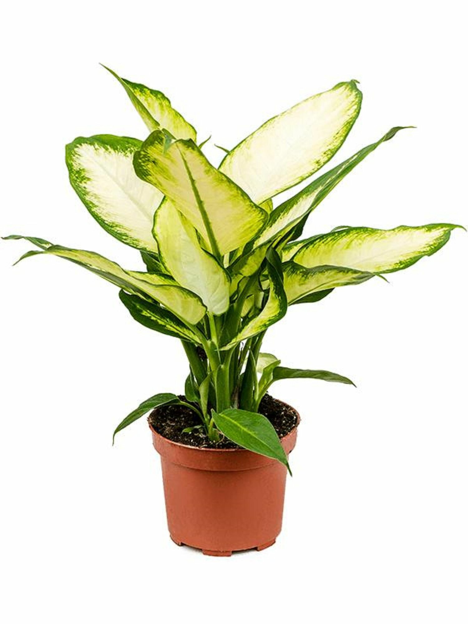 Диффенбахия "Камилла" D17 H40