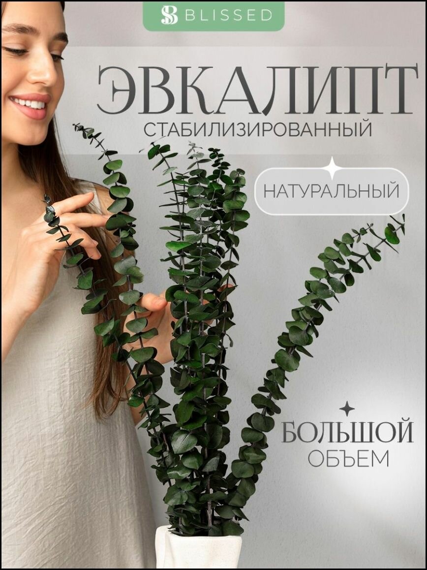 Сухоцветы для декора эвкалипт стабилизированный