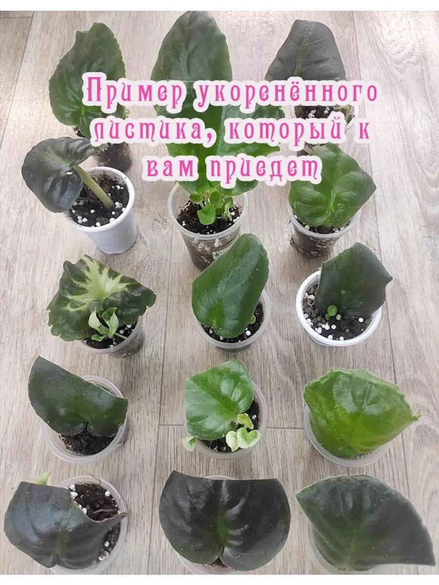 Фиалка живая в горшке комнатная сорт ЕК-Кураж (укорененный лист) 1 штука