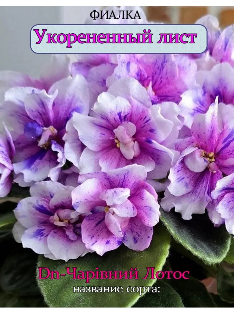 Фиалка живая в горшке комнатная сорт Dn-Чарівний Лотос (укорененный лист) 1 штука