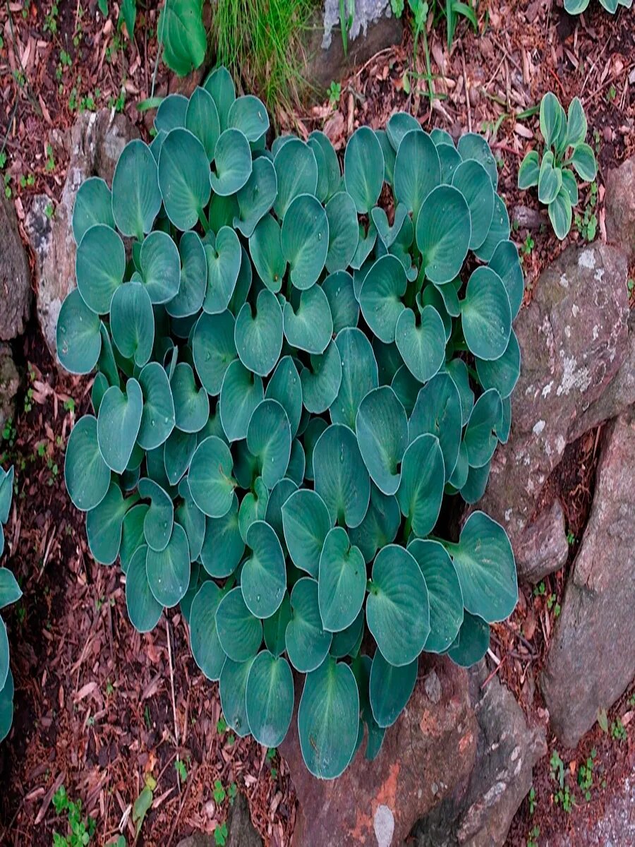 Хоста Blue Mouse Ears