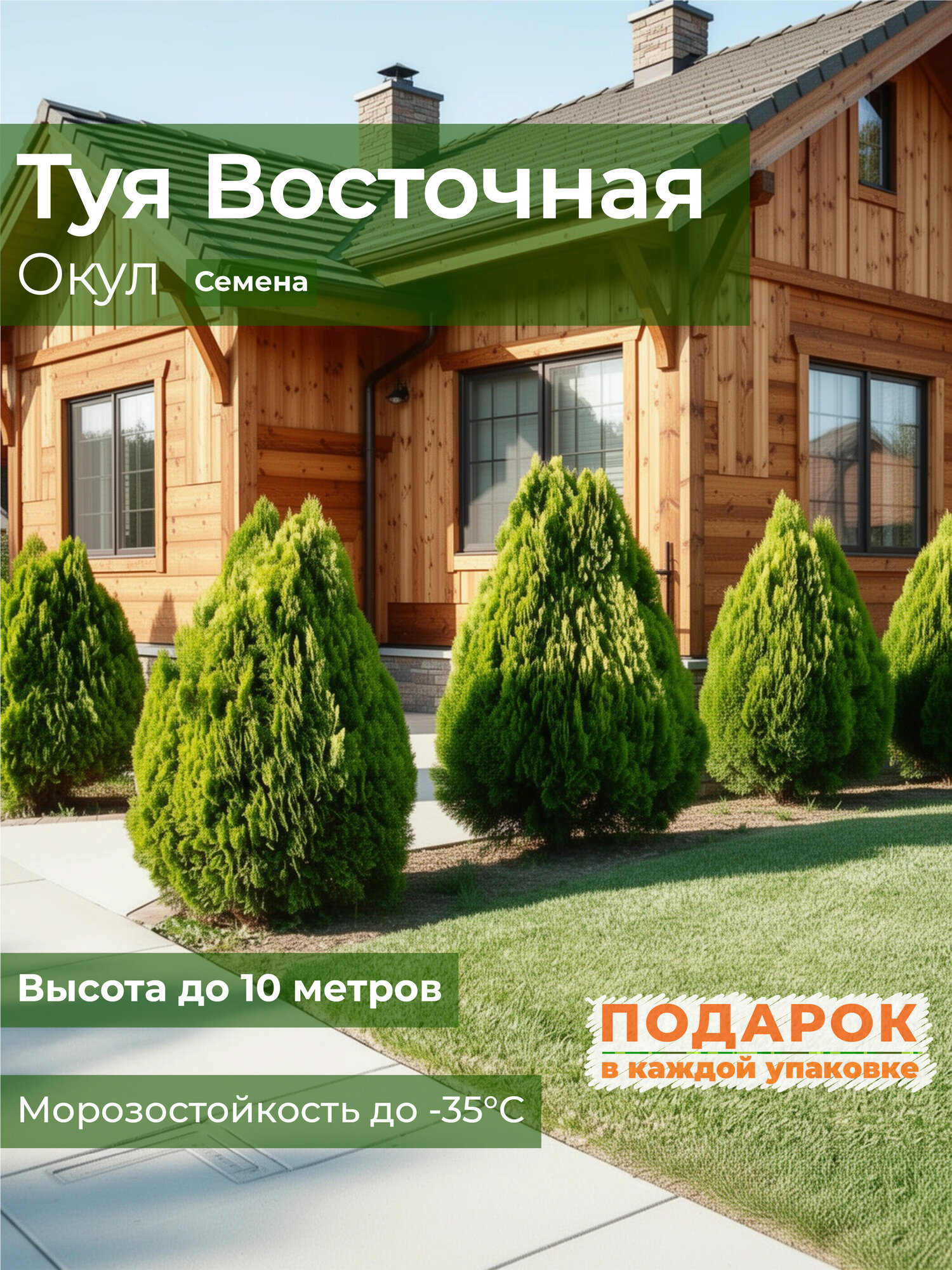 Туя Восточная Окул (Биота), Семена, 25 шт, семена хвойных деревьев