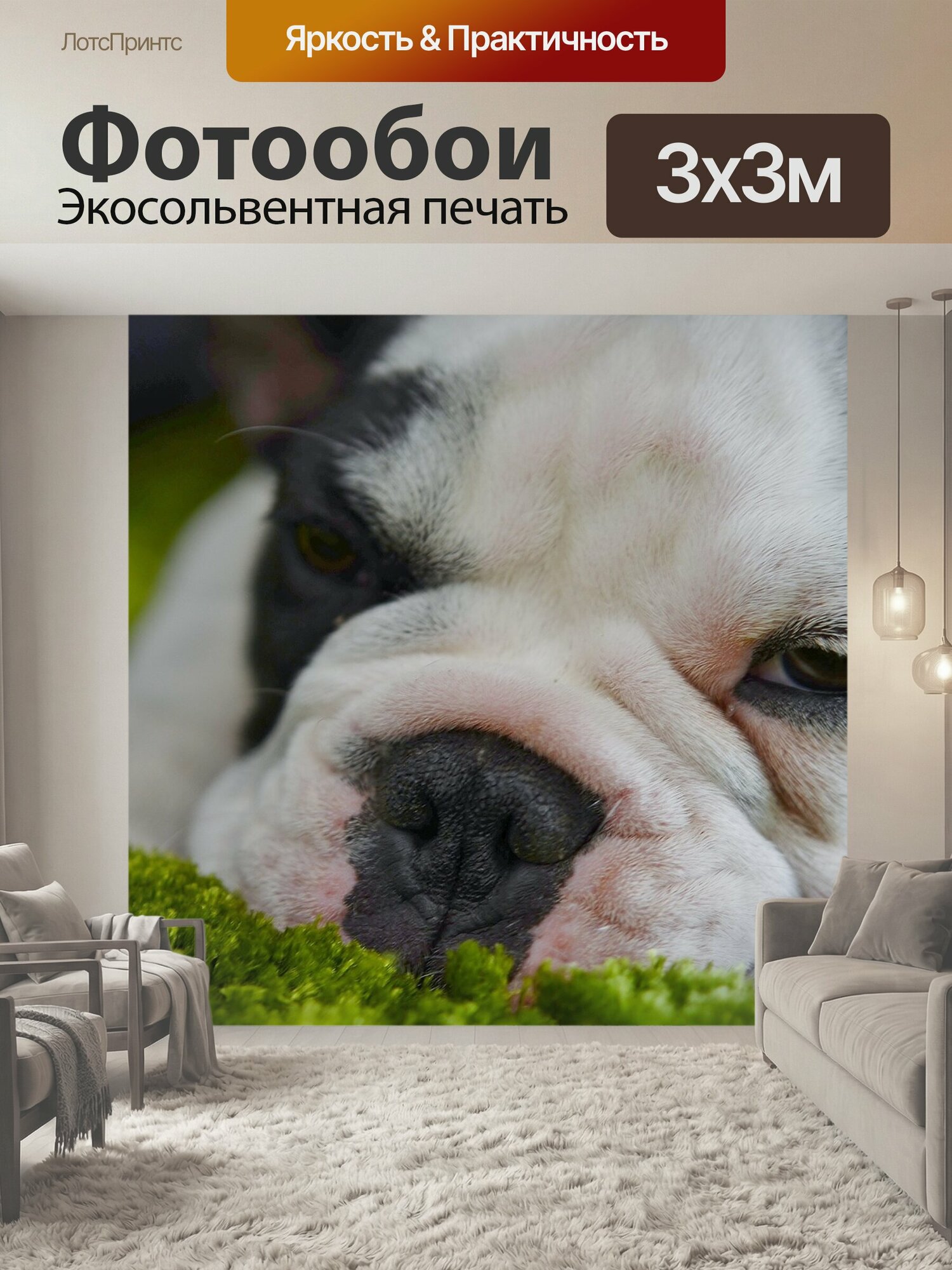 Фотообои "Собака, бульдог, белый" 300x300 см. экосольвентная печать