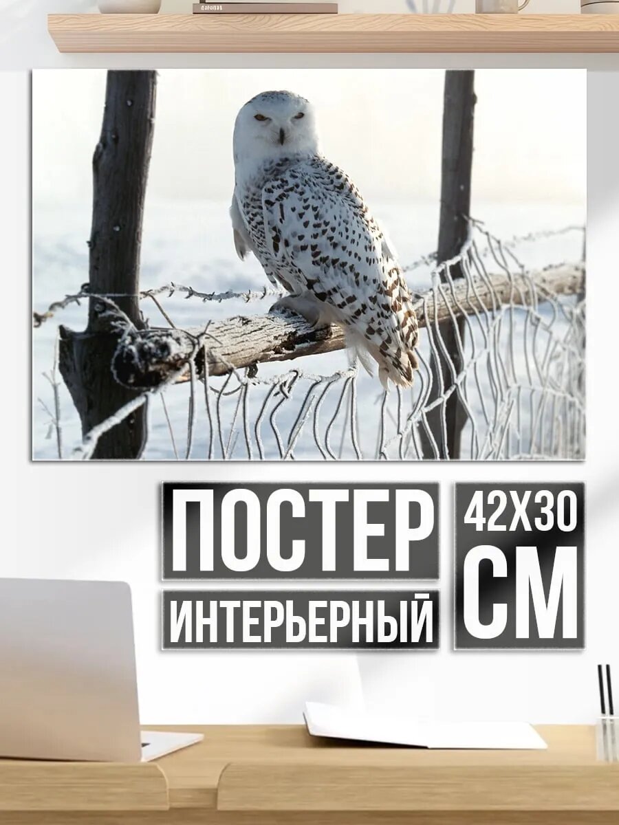 Плакат постер Белая сова на ветке