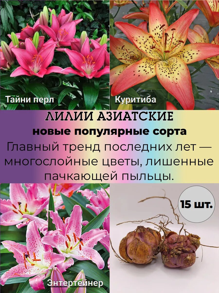 Лилии азиатские, новые популярные сорта, сет из 15 луковиц