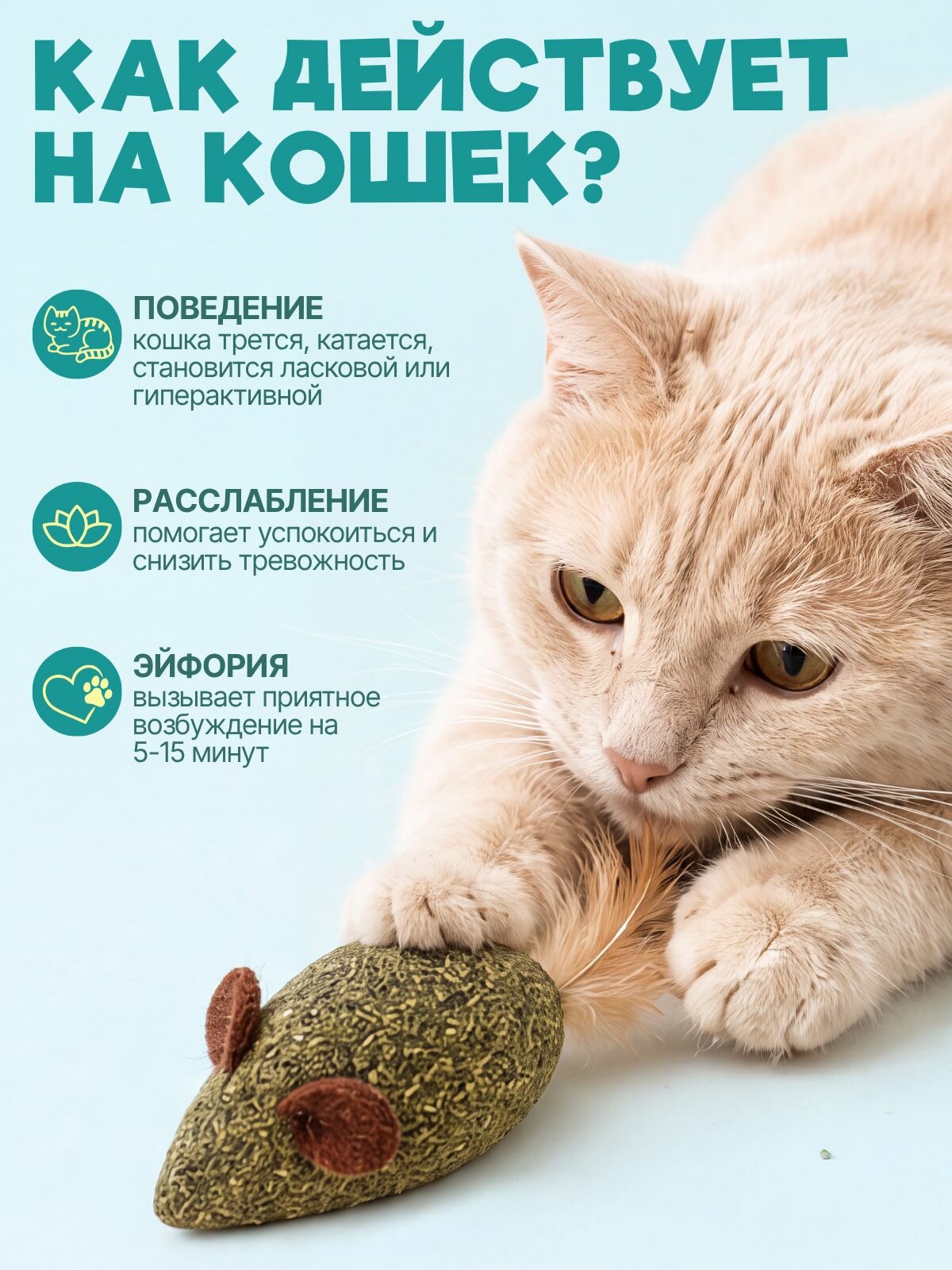 Кошачья мята — фото 1