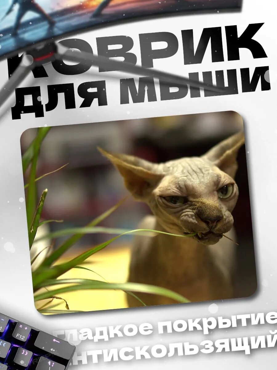 Коврик для мыши Кот породы сфинкс