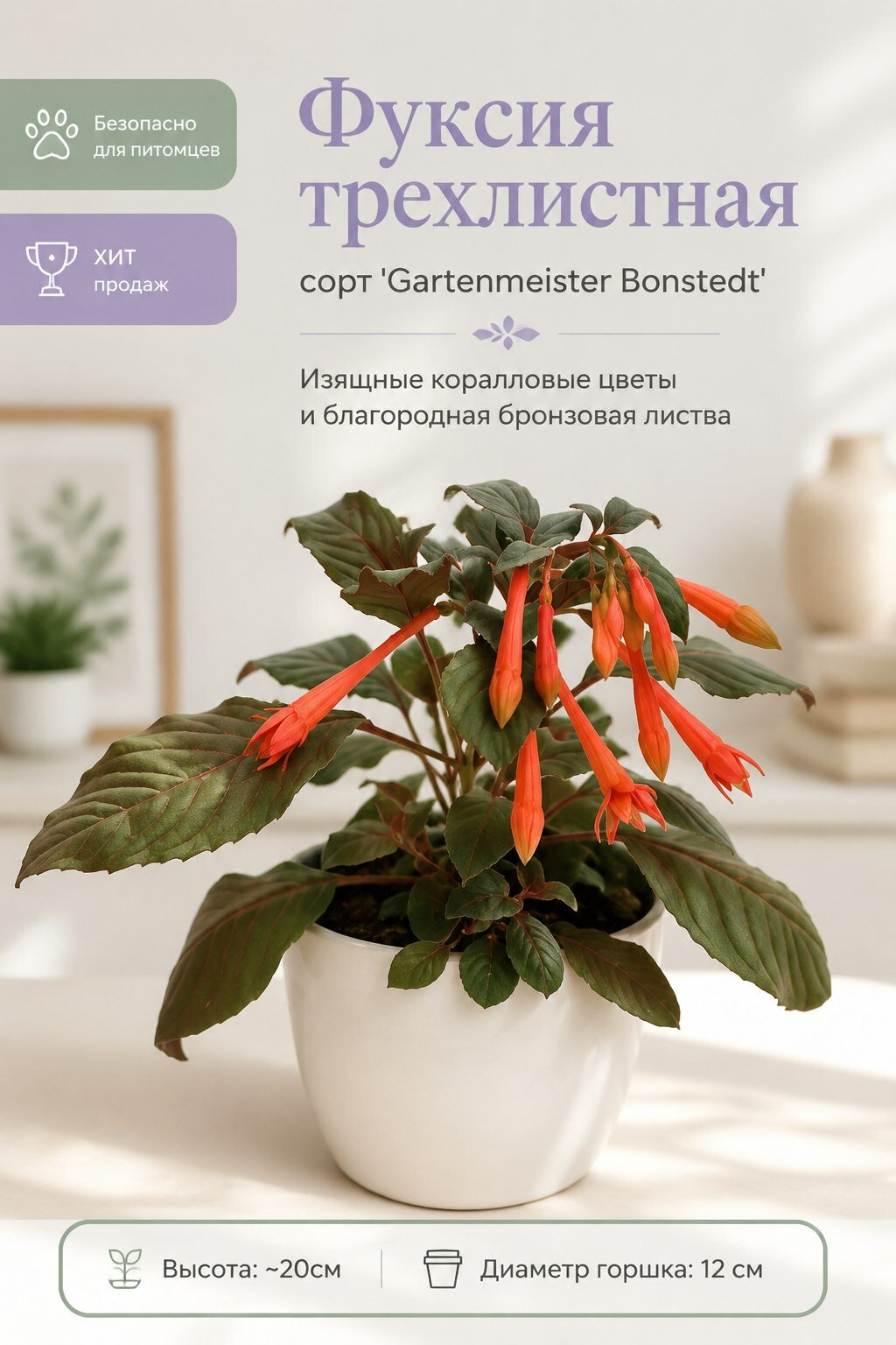 Фуксия трехлистная Gartenmeister Bonstedt в транспортировочном горшке D12, комнатный цветок живой