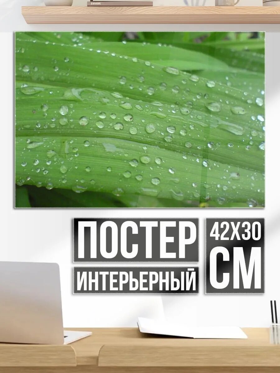 Плакат постер Капли на листьях