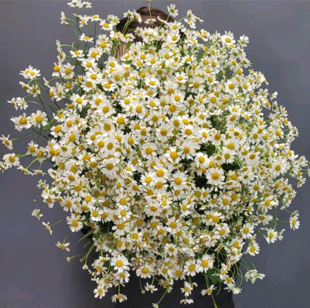 Ромашки