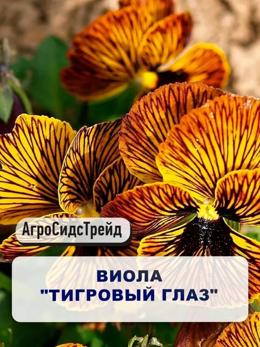 Семена двухлетних цветов Виола "Тигровый глаз" смесь