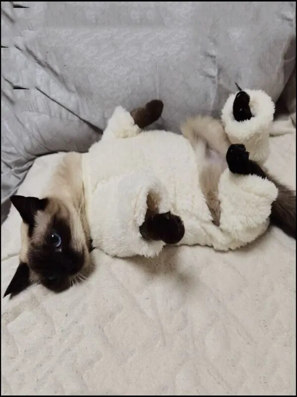 Одежда для животных — фото 1