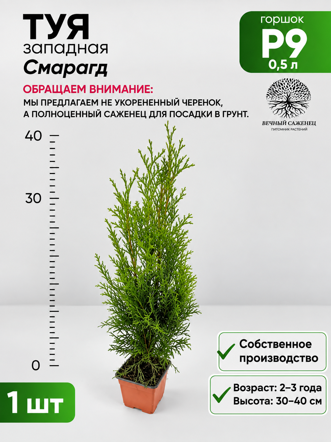 Туя западная Смарагд, саженец для сада и дачи, декоративное растение для посадки