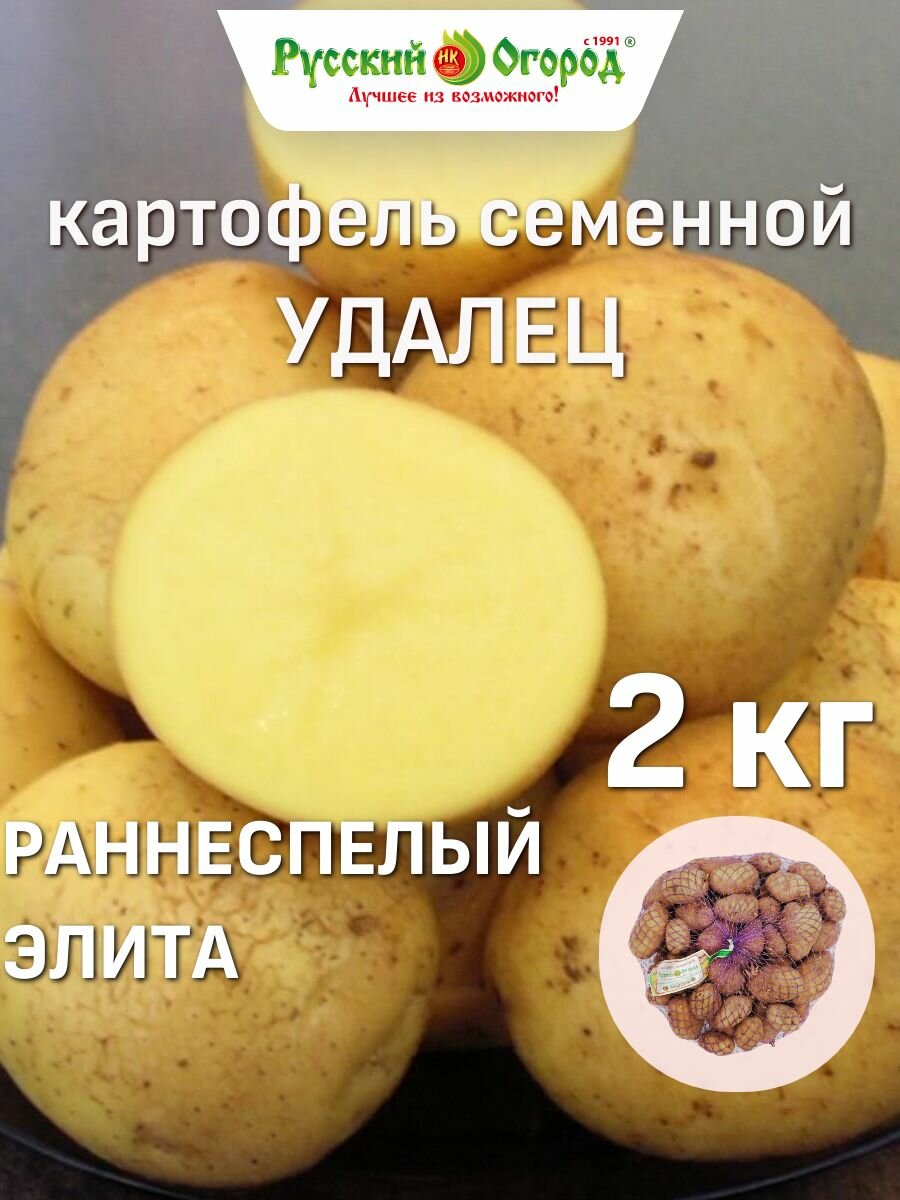 Картофель семенной Удалец