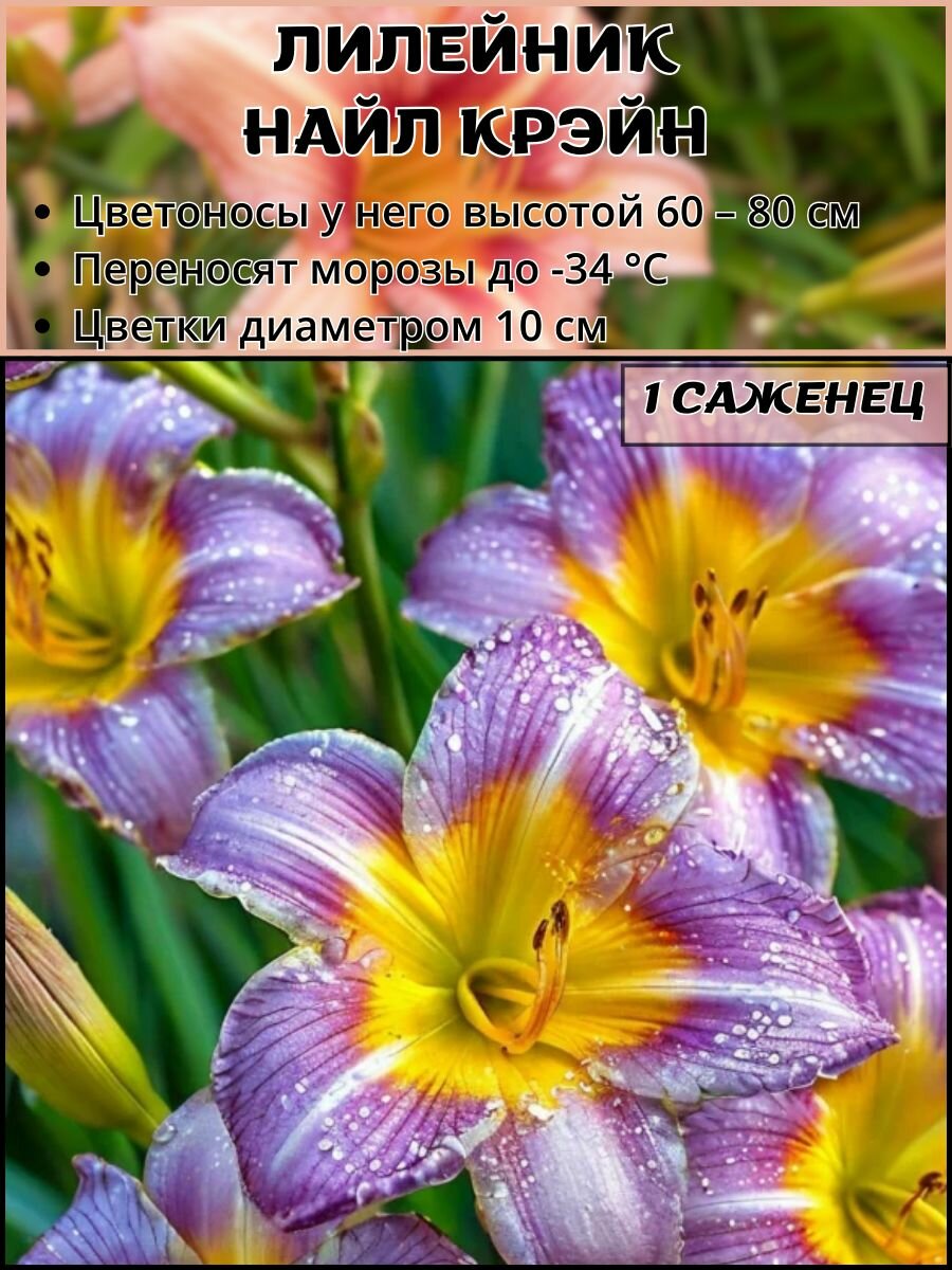 Лилейник саженец, многолетник 1 штука