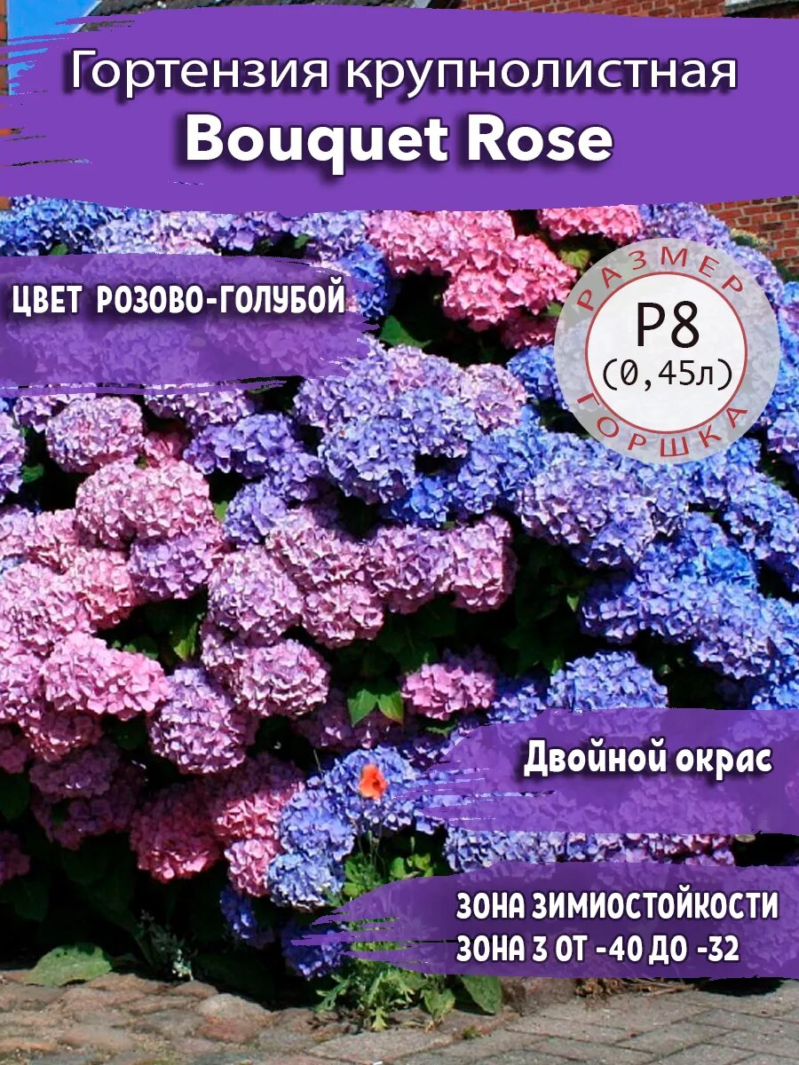 Гортензия крупнолистная "Bouquet Rose", фиолетовая, многолетняя, 1 упаковка