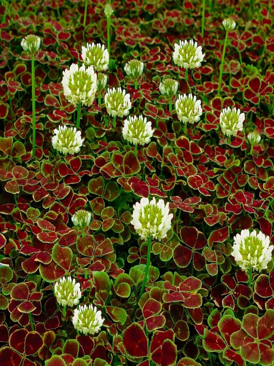 Клевер ползучий Pentaphyllum — фото 1
