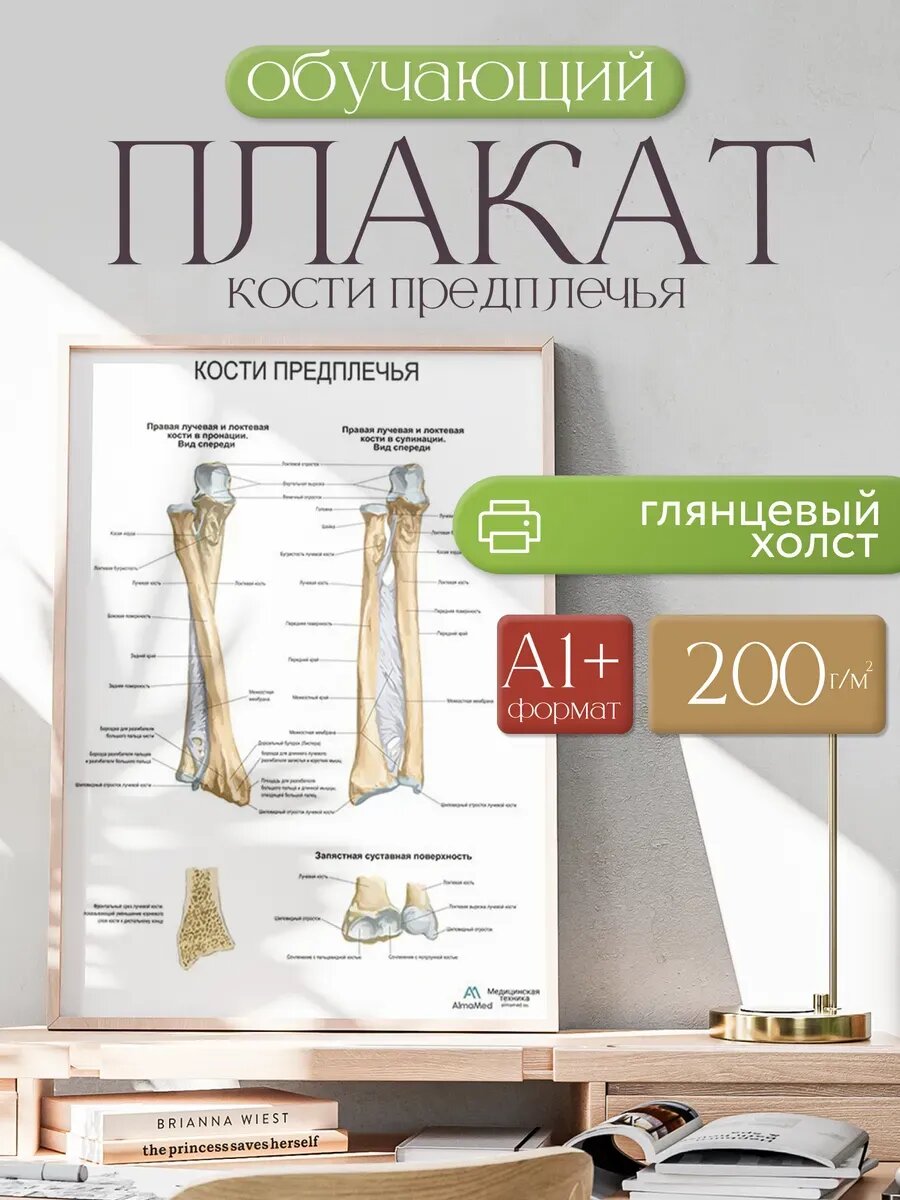 Кости предплечья (анатомия человека) плакат, глянцевый холст от 200 г/кв. м, размер A1+