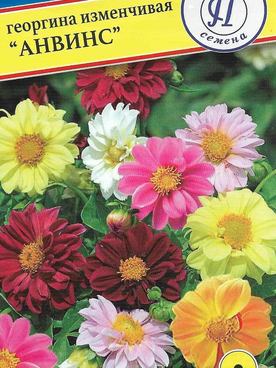 Георгина Анвинс изменчивая 20 шт, Семена Престиж