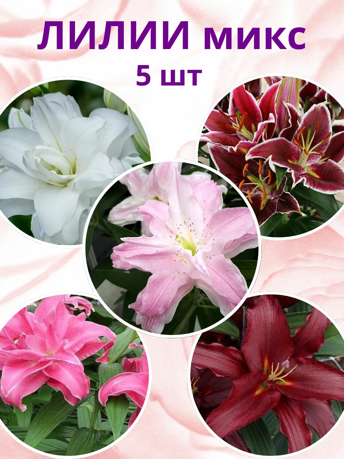Лилия луковицы, многолетние цветы для посадки, микс 5 штук