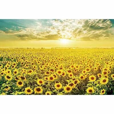 Фотофон для фотостудии 60x40см, Цвет: XCTY00005Md