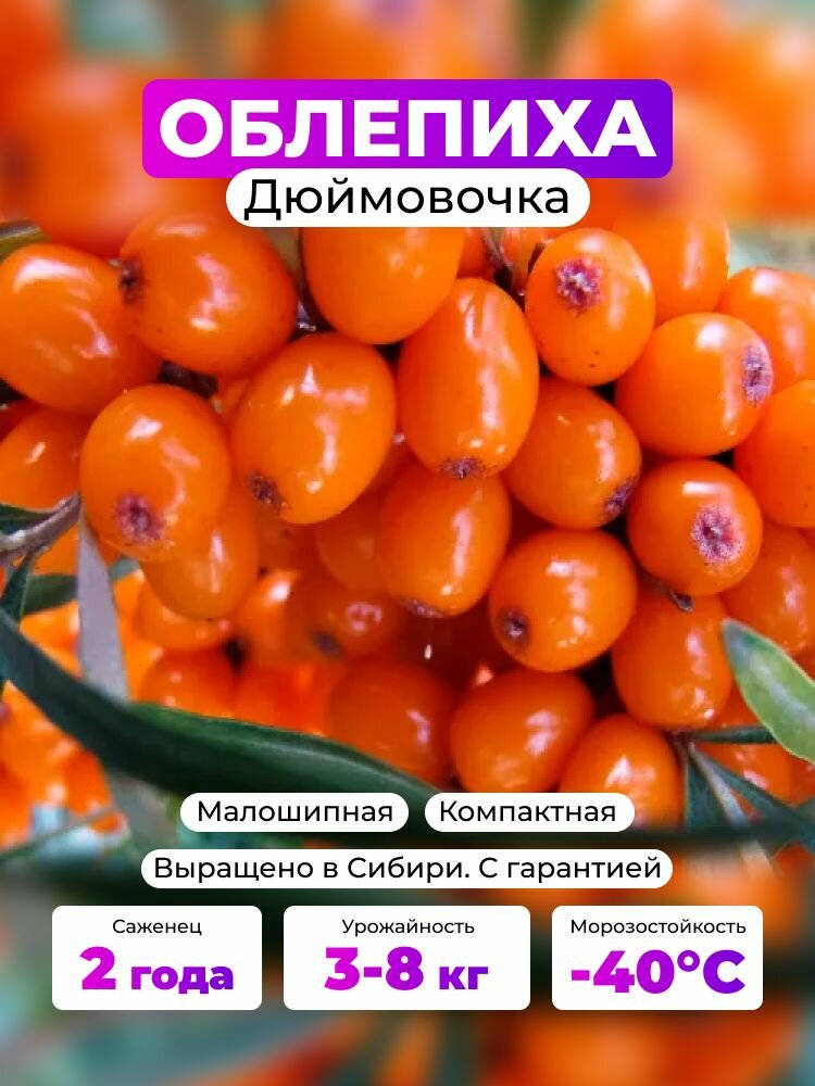 Саженец Облепиха малошипная компактная Дюймовочка