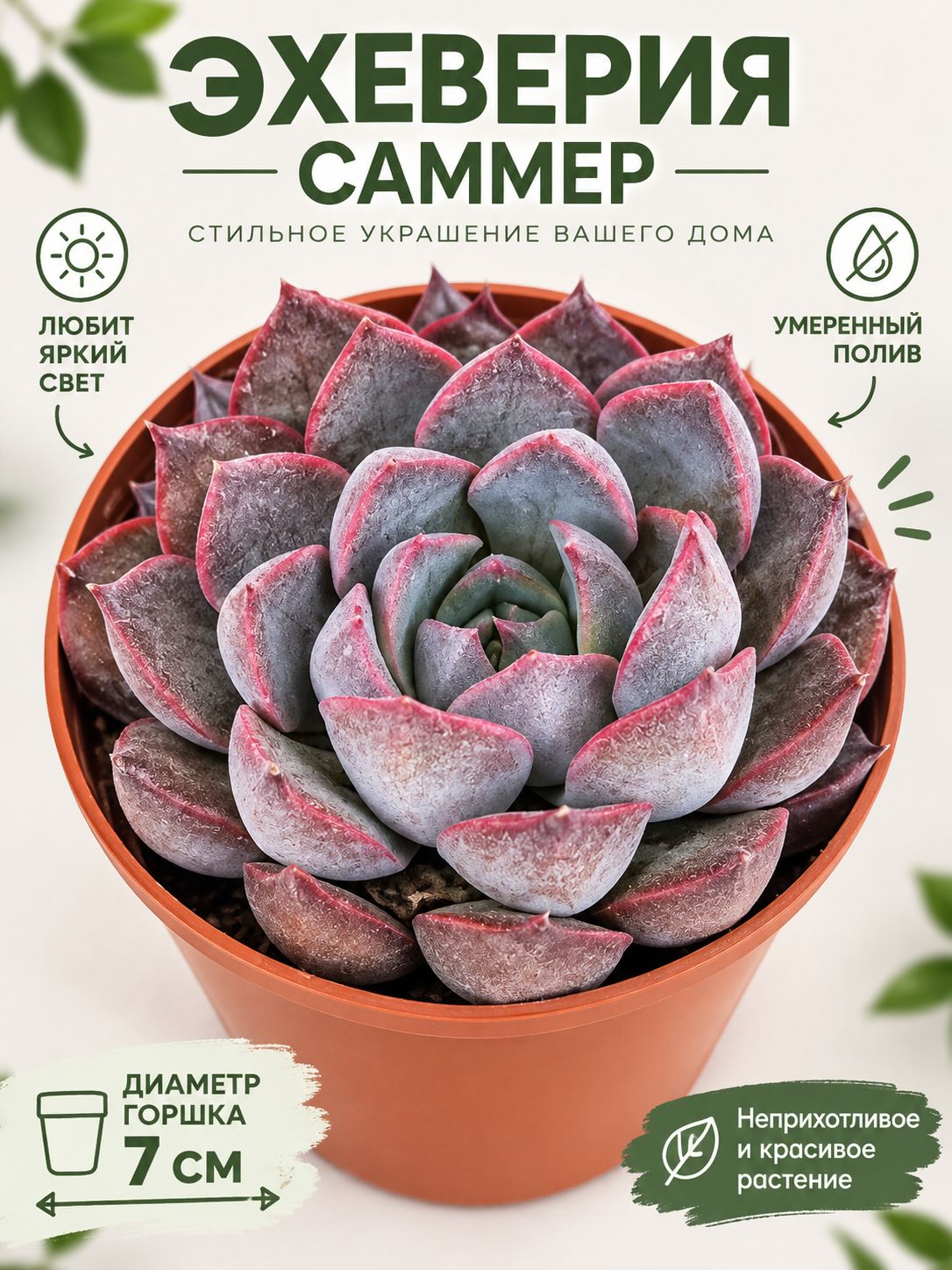 Эхеверия живая Саммер (Echeveria), живое растение, D-7 живое растение
