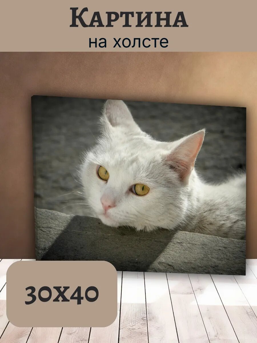 Картина Постер Кот Кошка Cat 30x40 белый на сером фоне