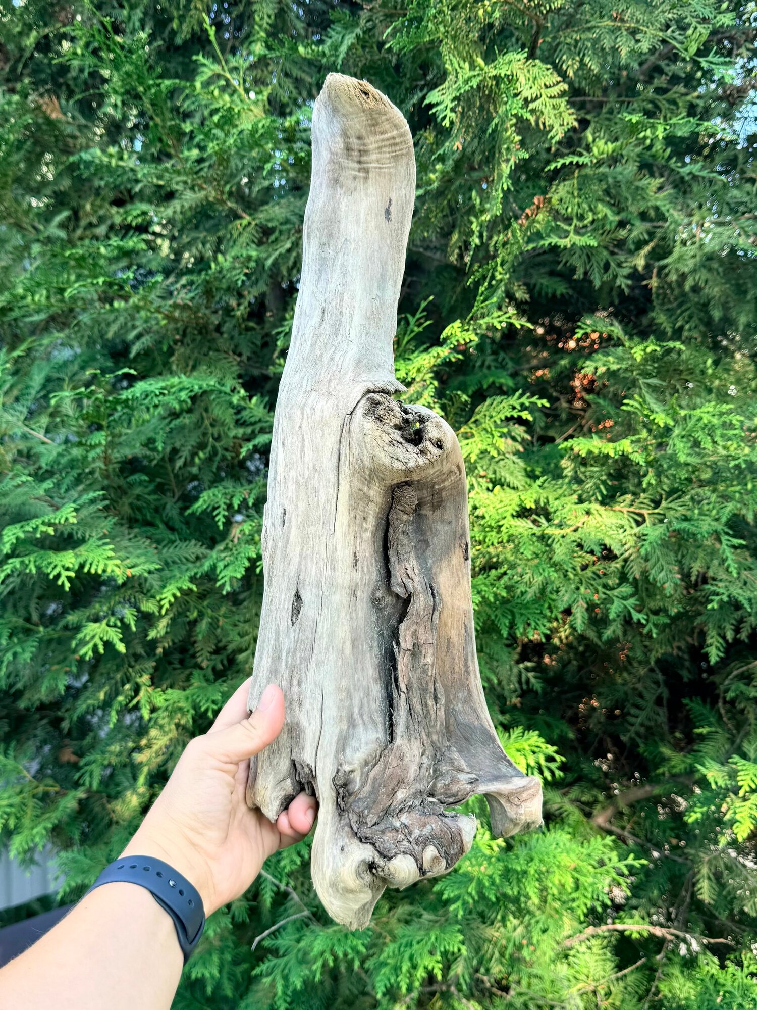 Коряга для террариума/ декора/ аквариума. Дрифтвуд. Топляк.