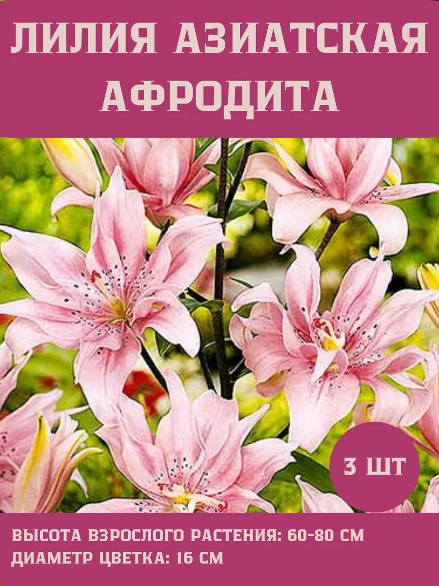 Лилия Азиатская Афродита