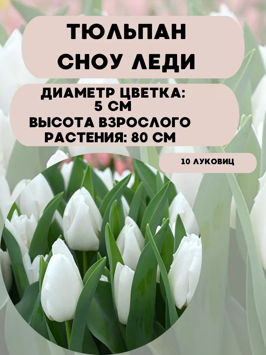 Луковицы тюльпана попугайный триумф