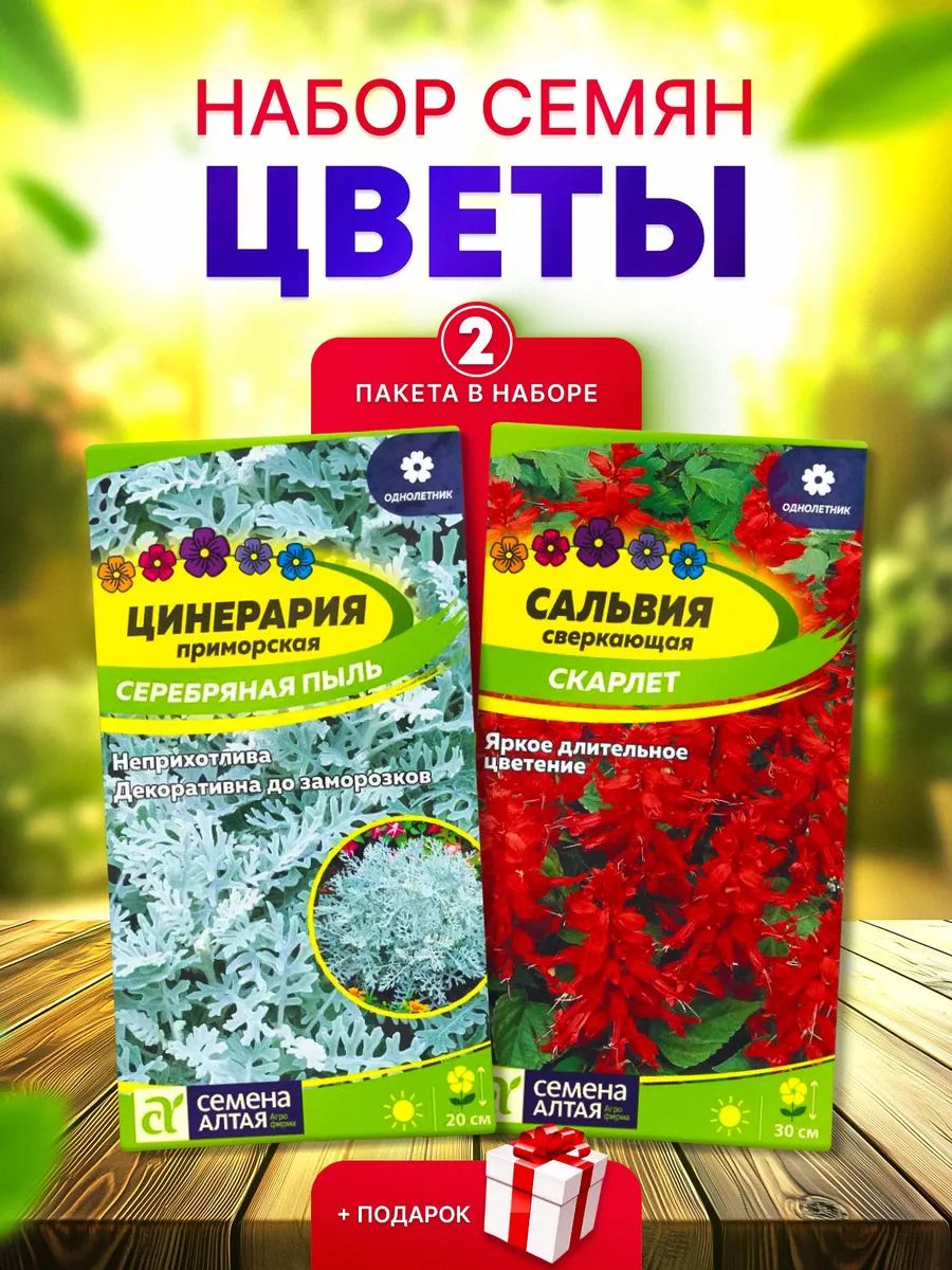 Набор семян цветов: Цинерария, Сальвия Скарлет