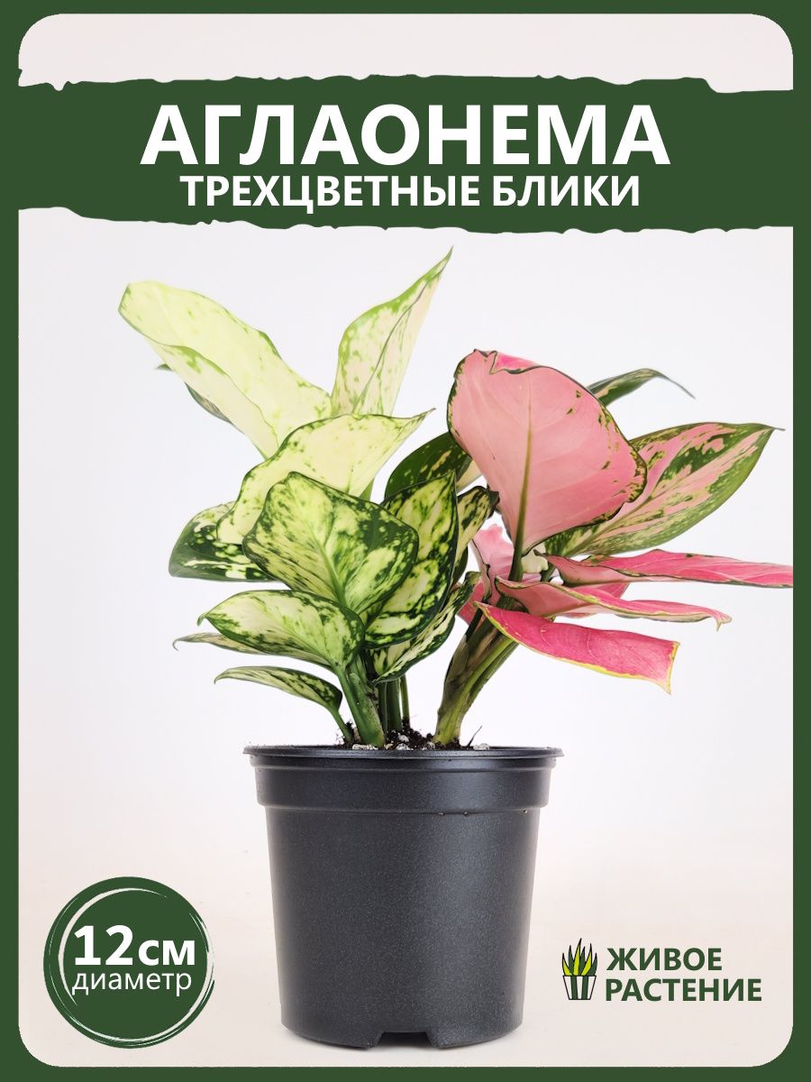 Аглаонема "Трёхцветные блики" живое растение в горшке