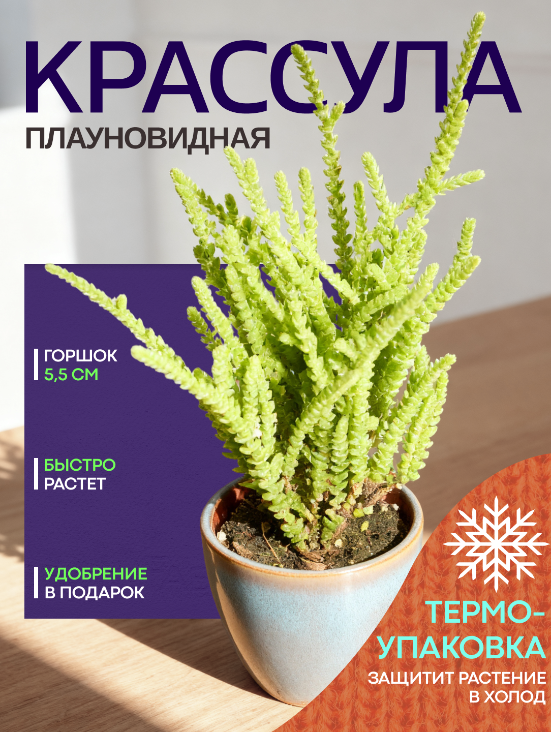 Крассула Плауновидная комнатный цветок в горшке живой