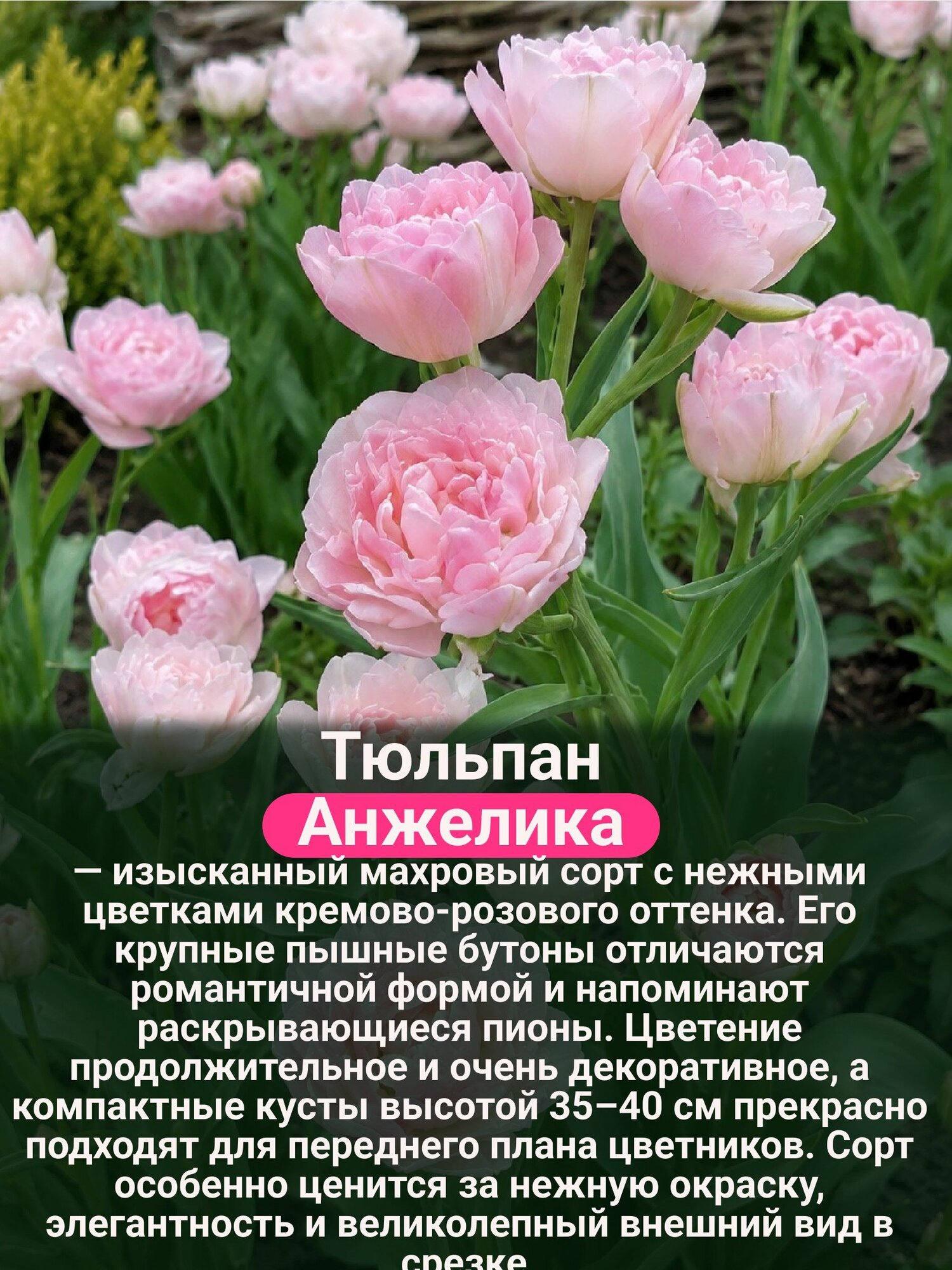 Тюльпаны махровые многолетние луковицы сорта "Анжелика" , 7 шт — фото 1