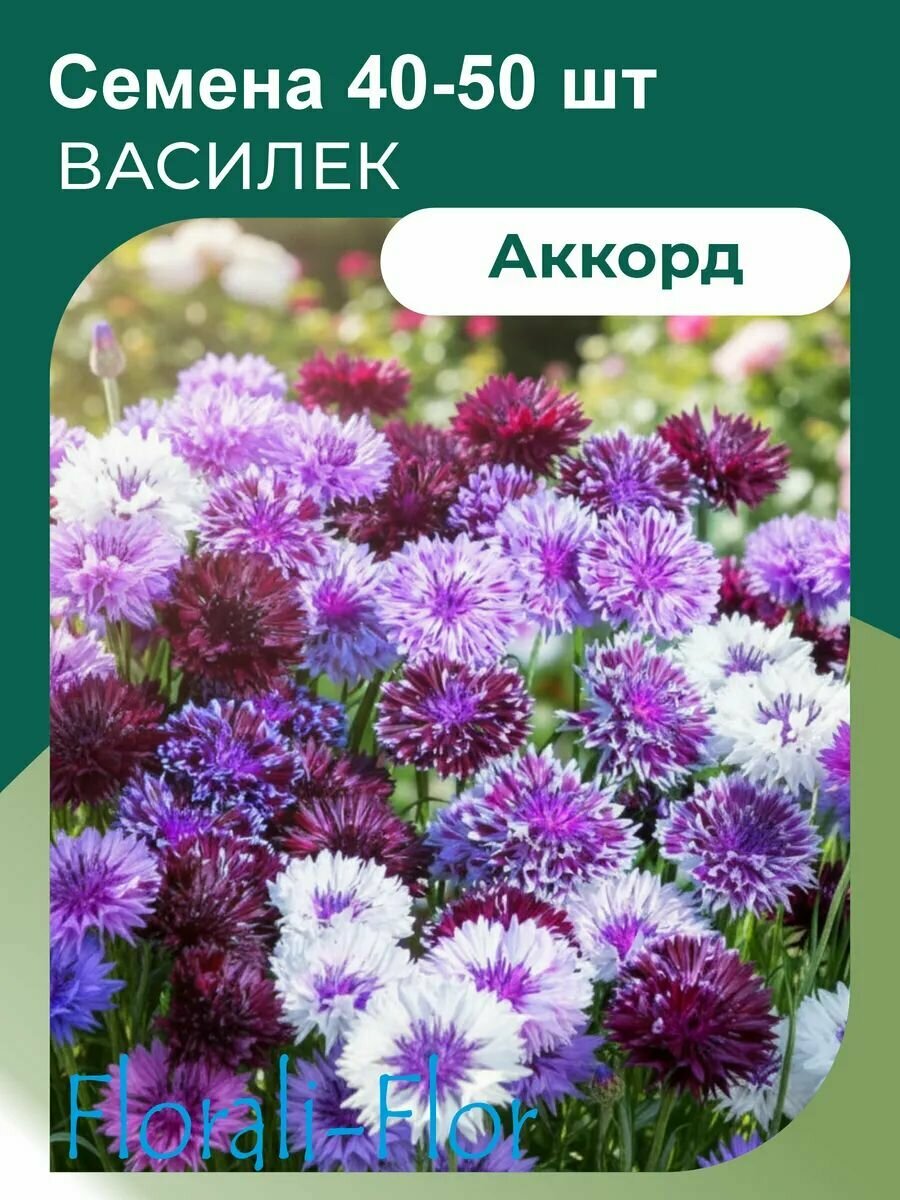Василек Семена