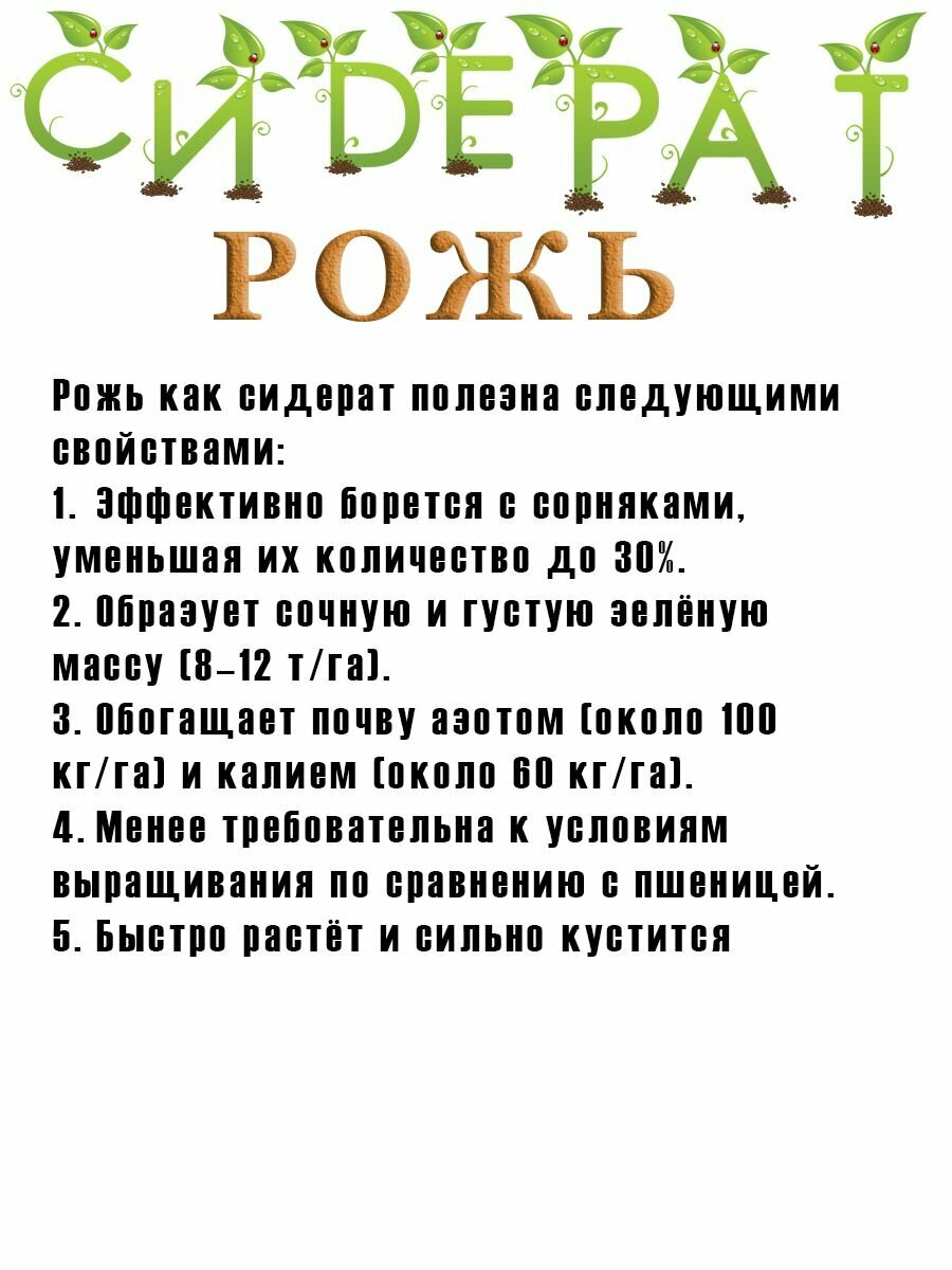 Сидерат Рожь — фото 1