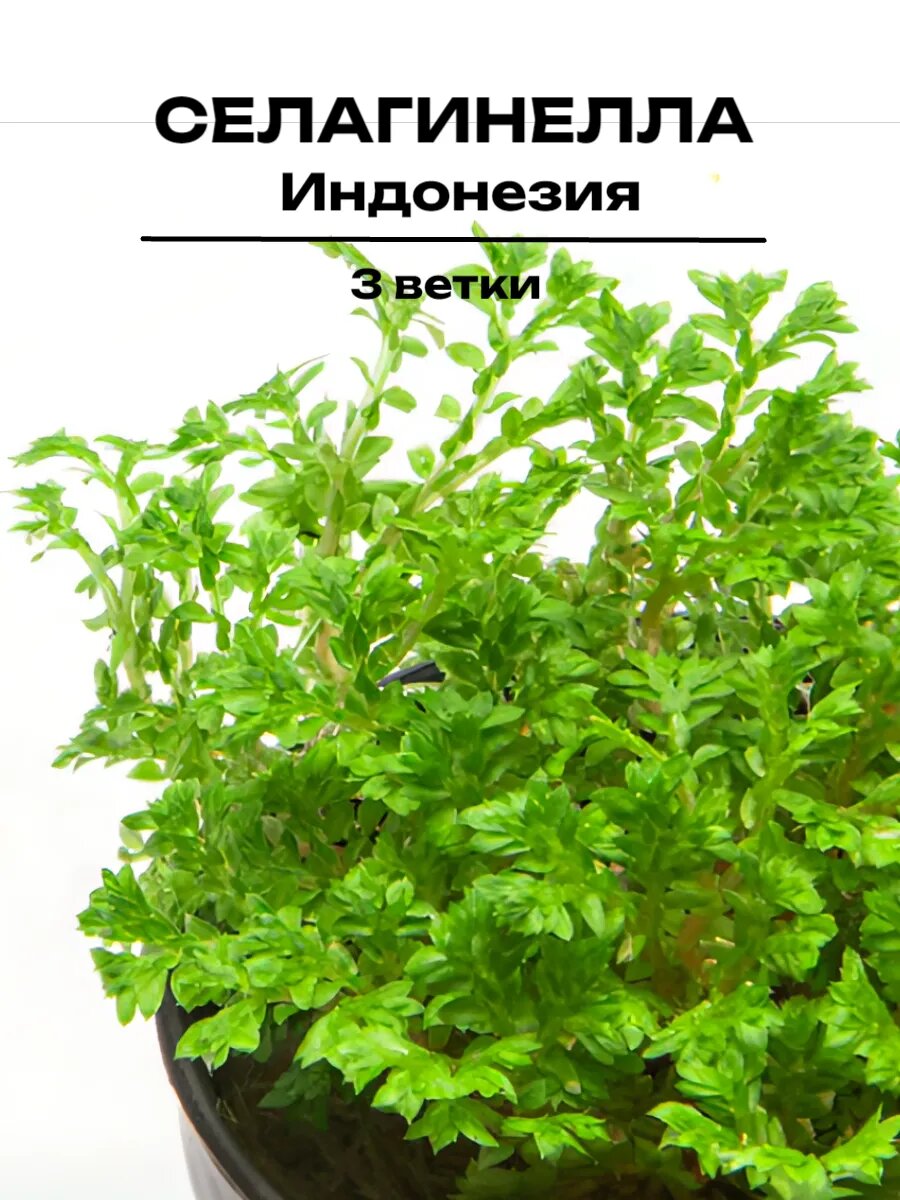 Селагинелла Индонезия 3 ветки живая для флорариума растение 17см