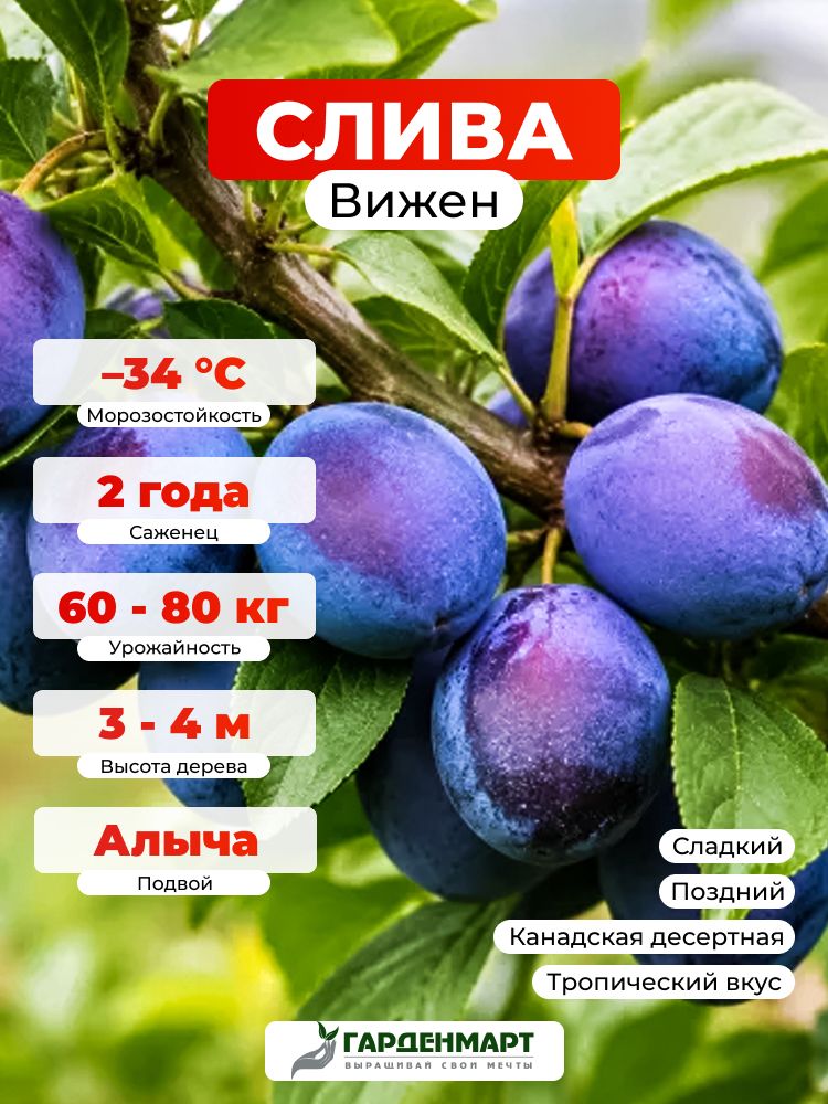 Саженец Слива канадская десертная Вижен