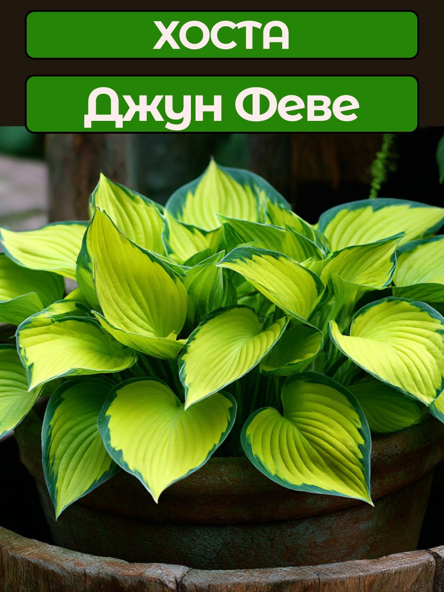 Хоста Джун Феве, 1 шт