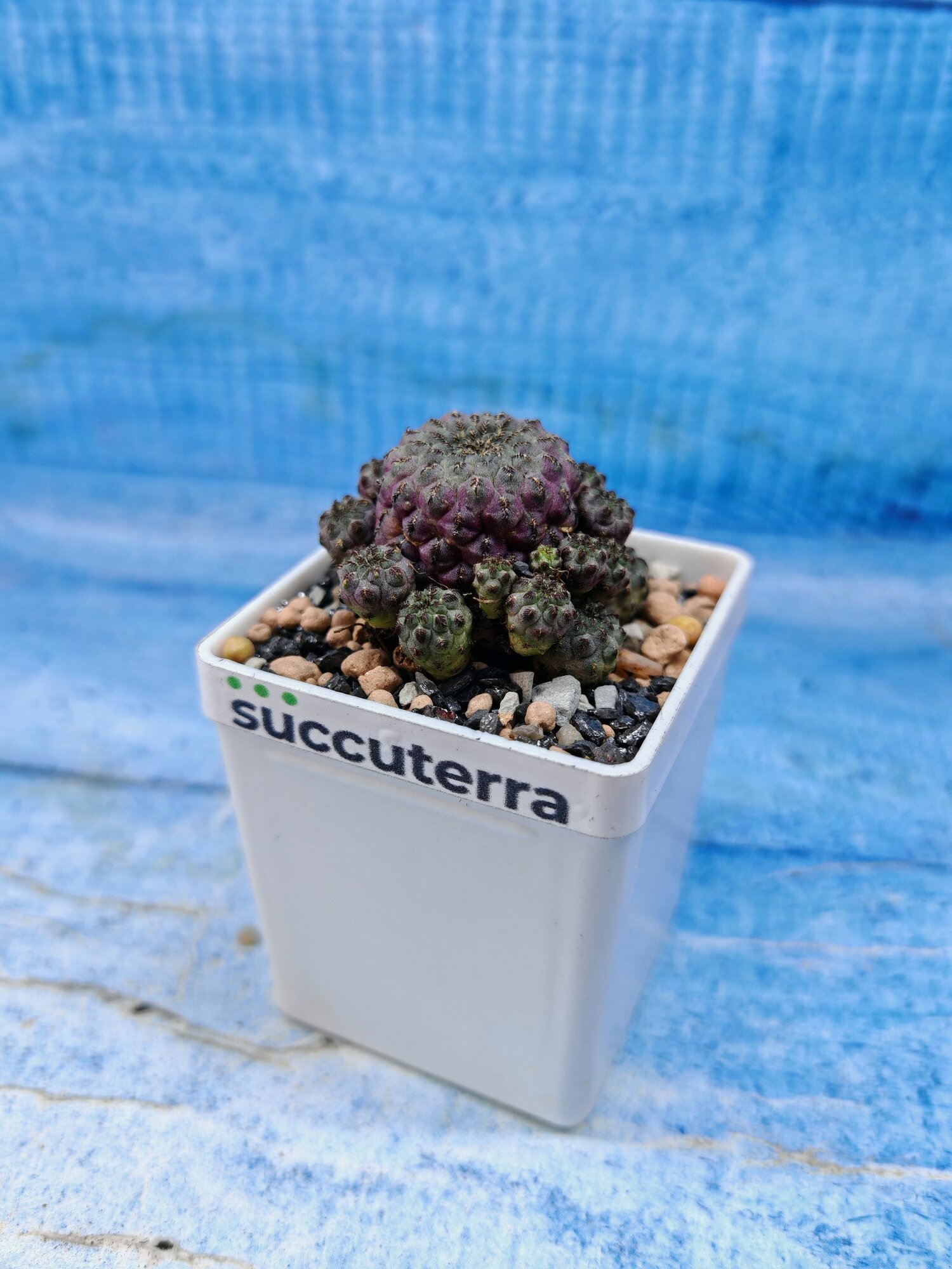 Кактус Sulcorebutia rauschii (Сулькоребуция). Диаметр горшка 5 см. Субстрат Succuterra Classic и фирменный горшочек в комплекте.