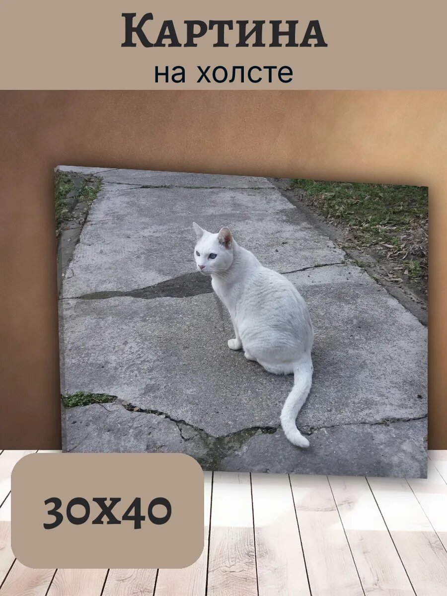 Картина Кот Кошка Cat 30x40 белая на сером тротуаре