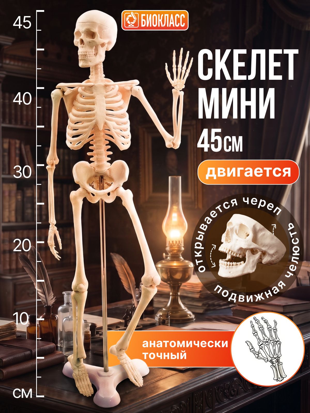 Скелет человека анатомический подвижный