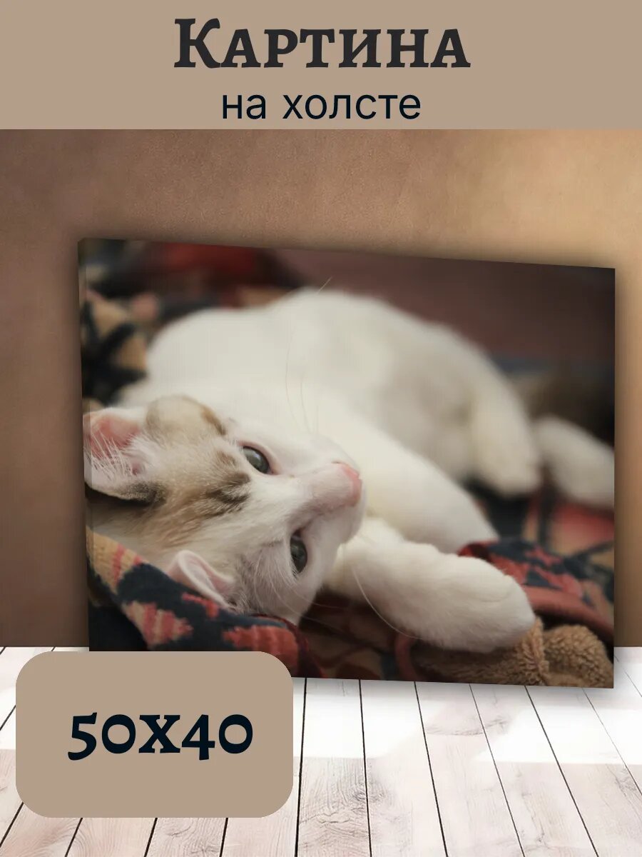 Картина Кот Кошка Cat 40x50 уютный питомец на пледе