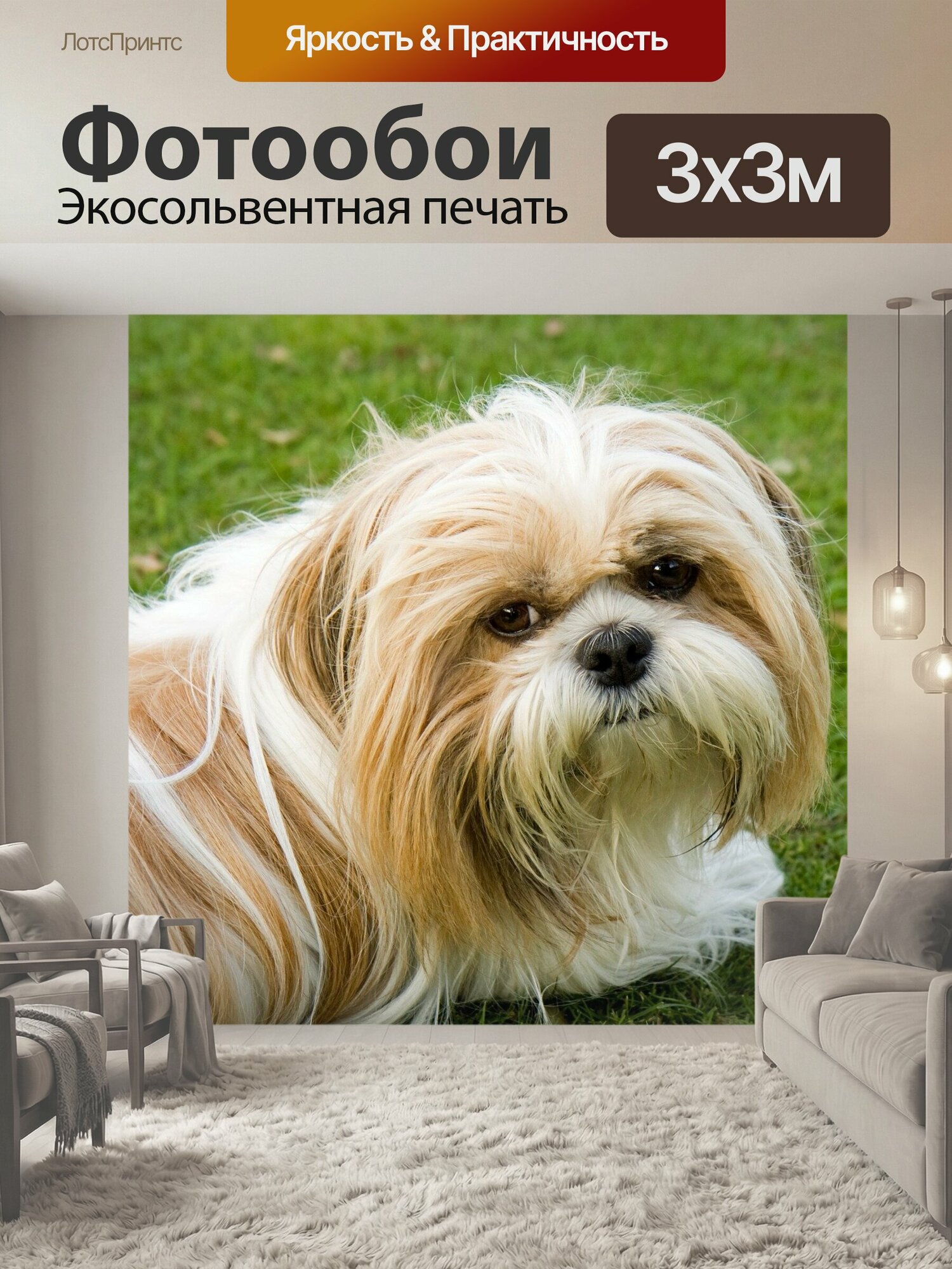 Фотообои "Собака, ши тцу, милый" 300x300 см. экосольвентная печать