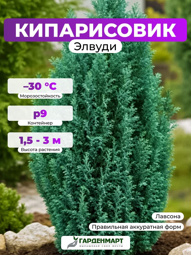 Саженец Кипарисовик Лавсона Элвуди