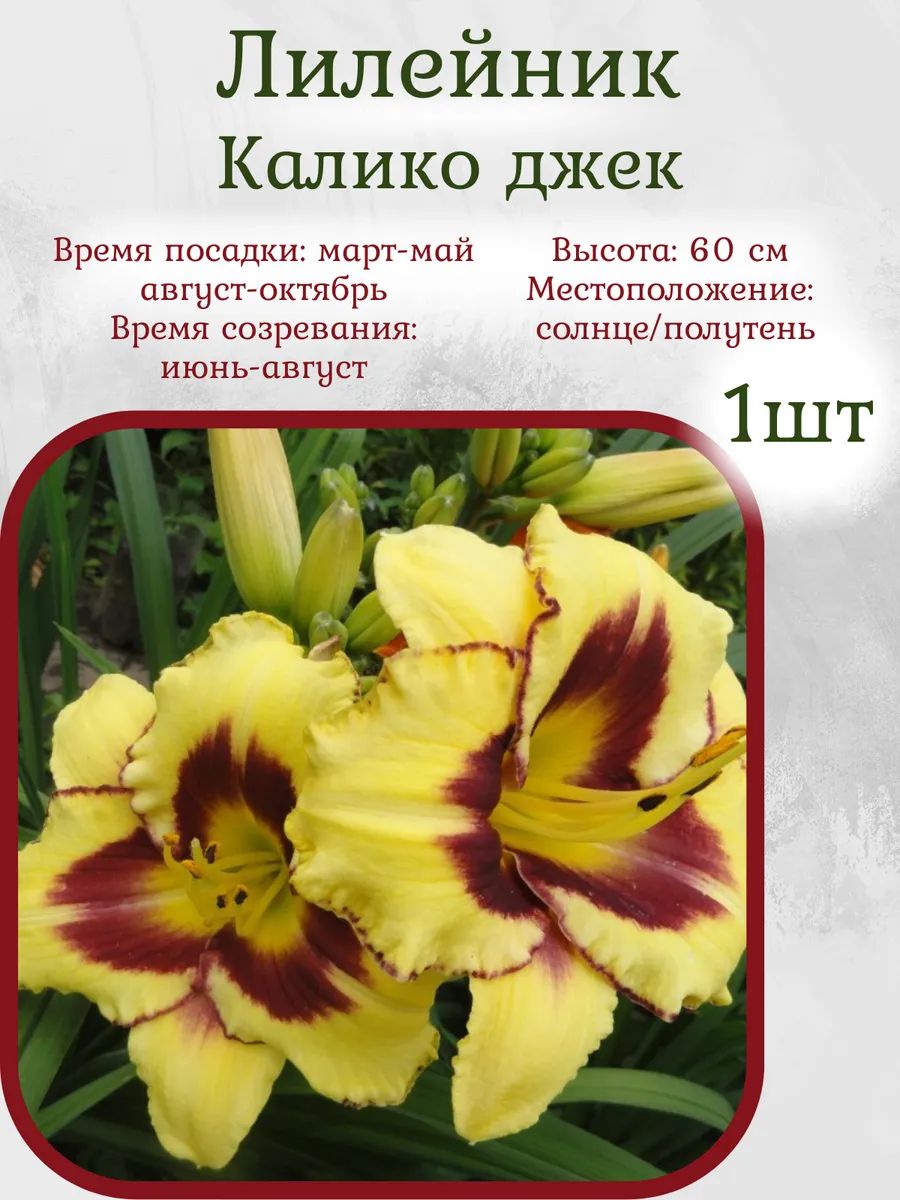Саженцы лилейника многолетние цветы 1 штука