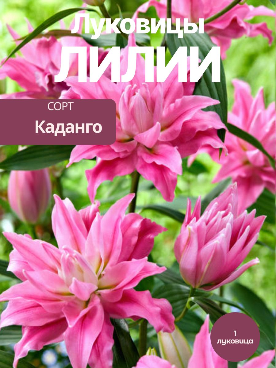 Луковицы Лилии Каданго 1 шт