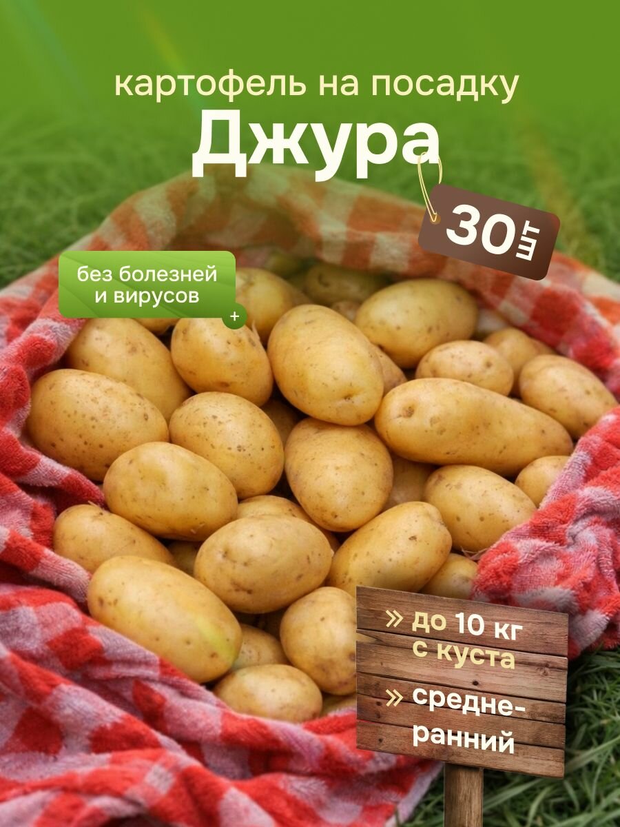 Семенной картофель на посадку Джура 30 шт (среднеранний)