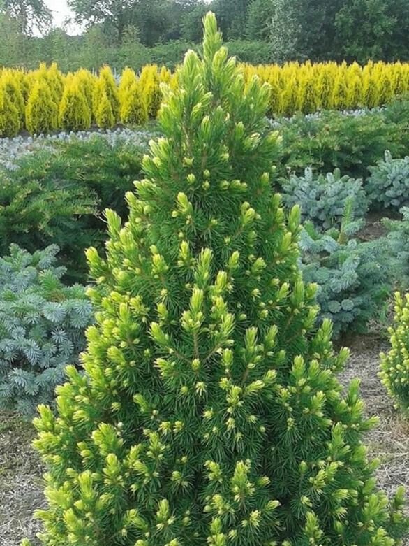 Ель канадская Рейнбоуз Энд